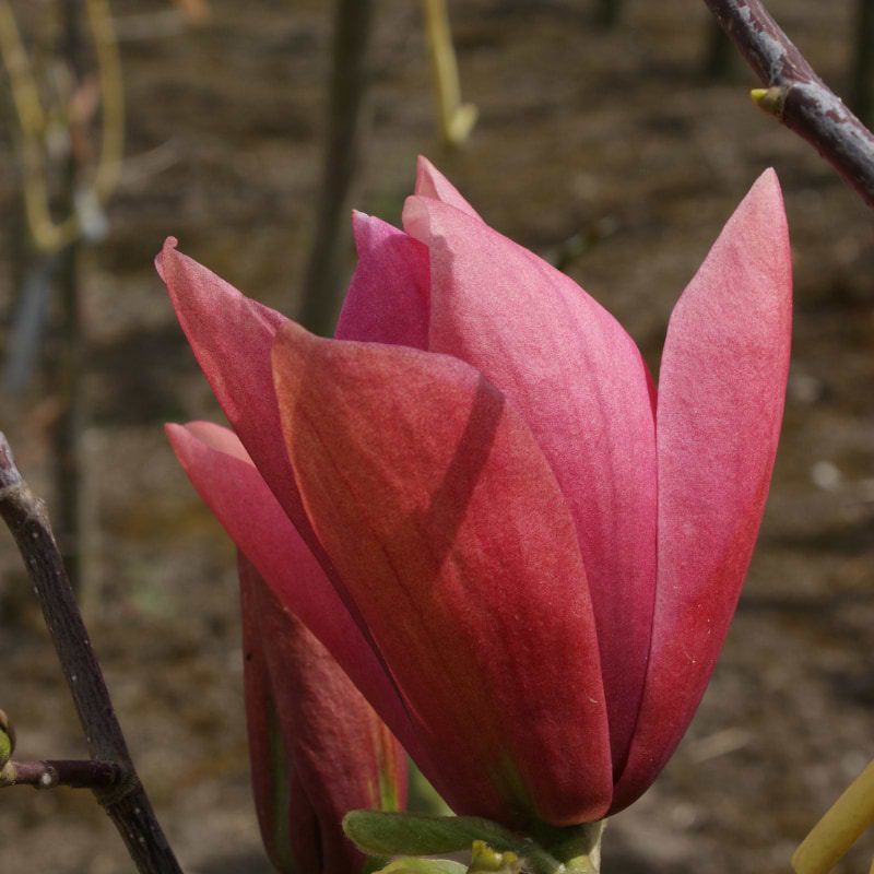 Magnolia (Magnolia 'Royal Splendor') - Flere Varianter | købes online her