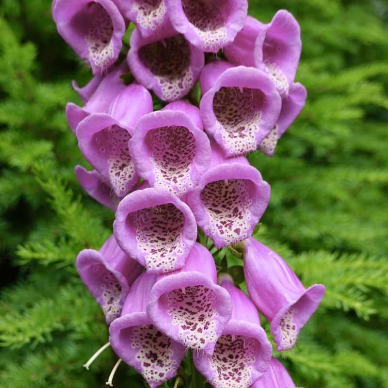 Fingerbøl (Digitalis purpurea 'Monstrosa') | Jespers Planteskole | Køb her