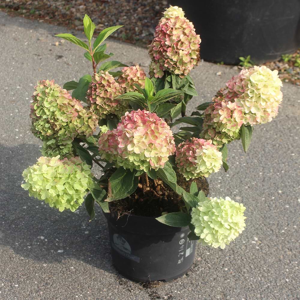 pantheon planter