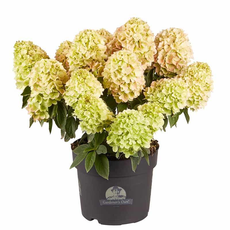 hydrangea paniculata pantheon