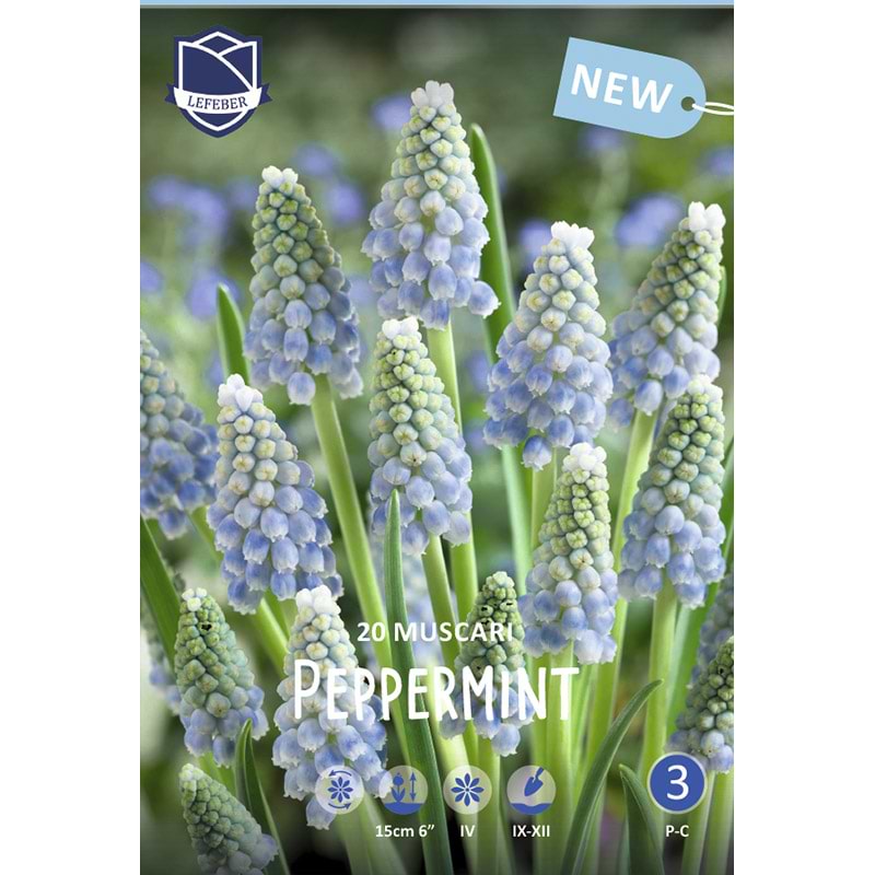 Perlehyacintløg (Muscari 'Peppermint')