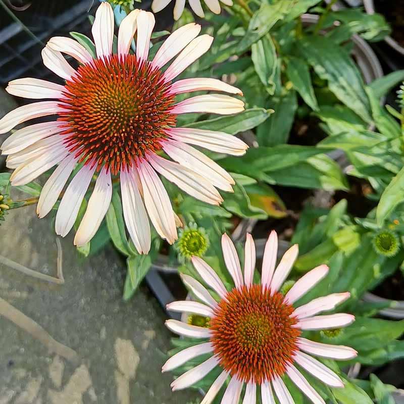 Purpursolhat (Echinacea purpurea 'Pink Tip') Potte 2L