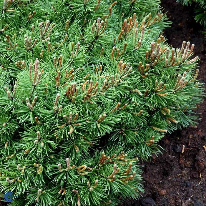 Pinus mugo 'Mops' 30-40 cm XL