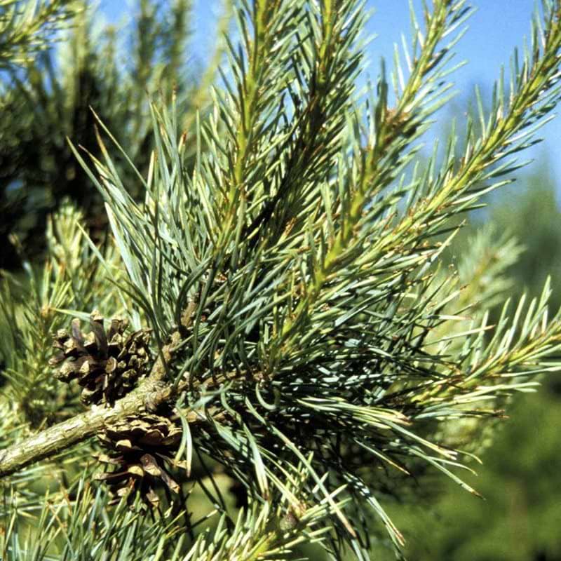 Pinus sylvestris 70 - 100 cm