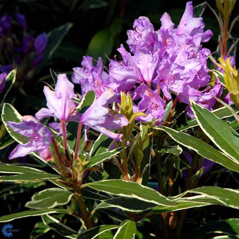 Rhododendron (Rhododendron ponticum 'Variegatum') 40-50 cm