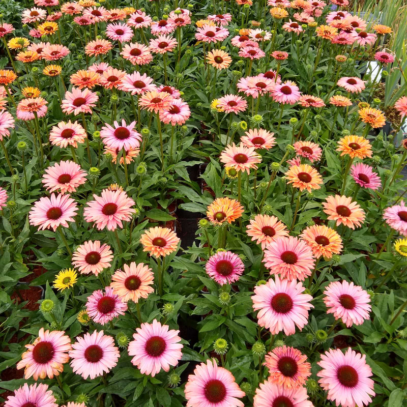 Purpursolhat (Echinacea 'Sunseekers Rainbow') Potte 1 L