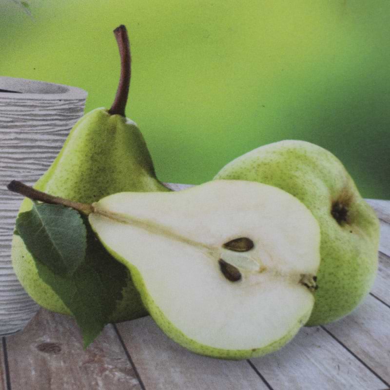 pyrus communis condo