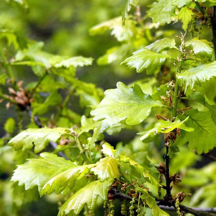 Vintereg læhegnsplante (Quercus petraea) 50-80 cm