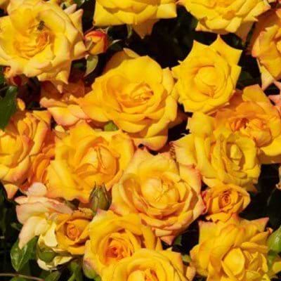 Slyngrose (Redova-courtyard climbers)