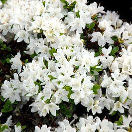 Japansk Azalea (Rhododendron 'Kermesina Alba') - Flere varianter