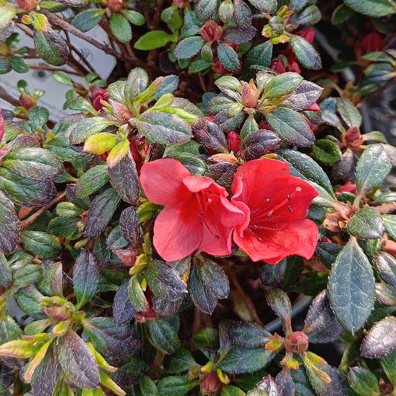 Japansk azalea (Rhododendron obtusum 'Sandys fire') 20-25 cm |købes online