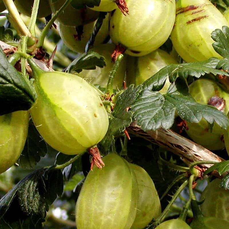 Stikkelsbær (Ribes uva-crispa 'Invicta') Flere Varianter