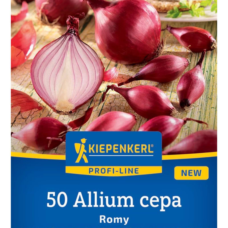 Sætteløg Rødløg (Allium cepa 'Romy') 50 løg | købes online her|