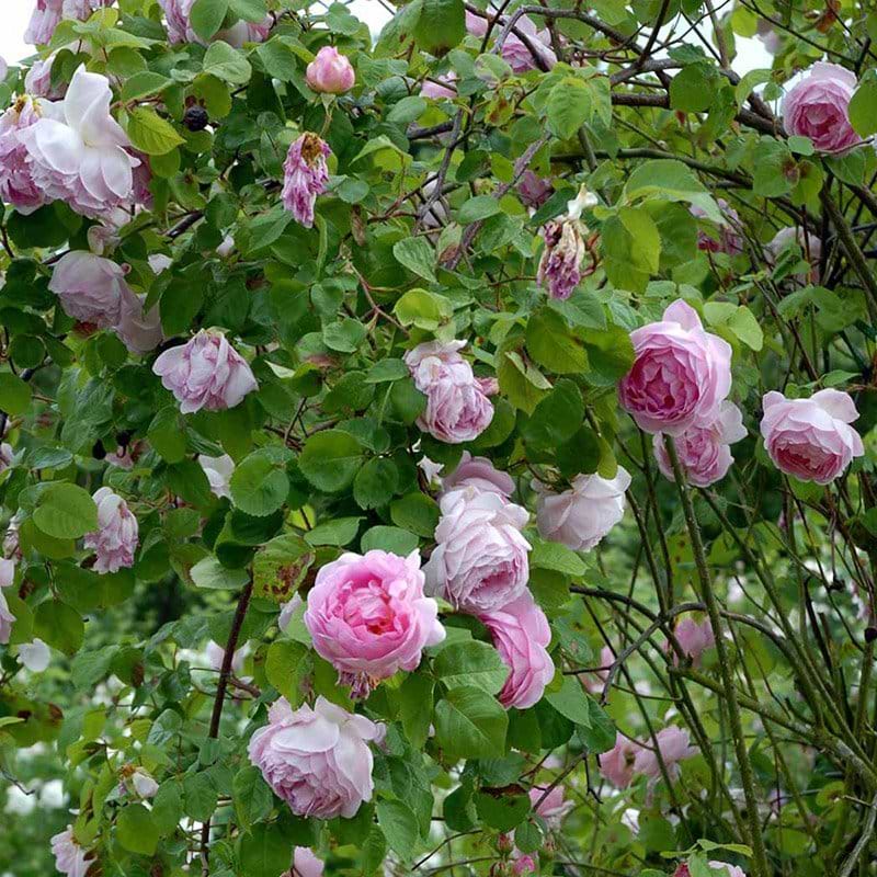 Høj engelsk rose (Austance)