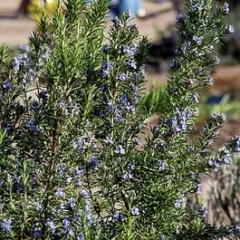 Faszinierend Blue Winter Rosmarin Bild
