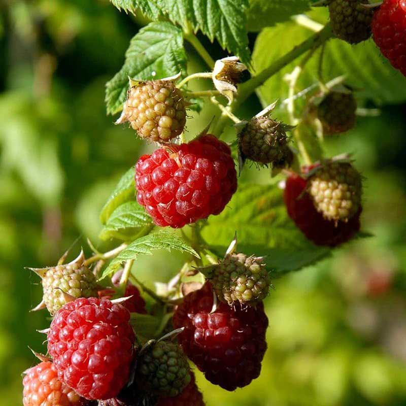 Hindbær (Rubus idaeus 'Heritage') Potte 2 L