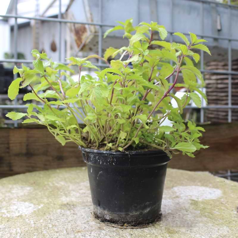 Schweizisk mynte (Mentha spicata 'Swiss')
