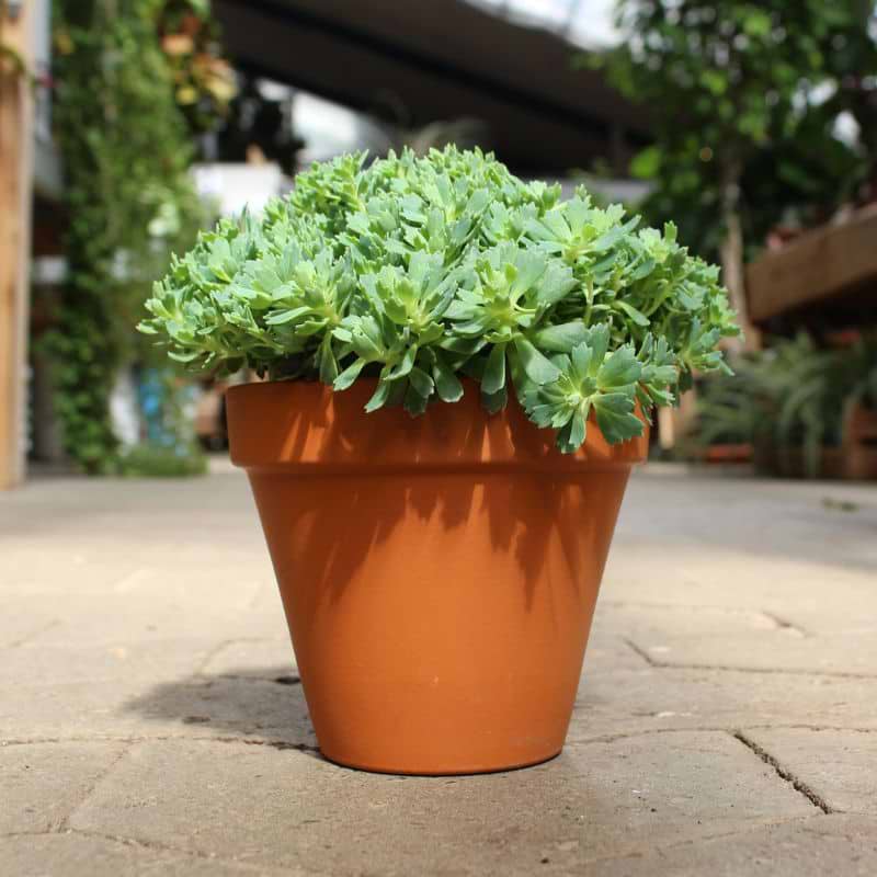 Stenurt (Sedum pachyclados) | Køb her