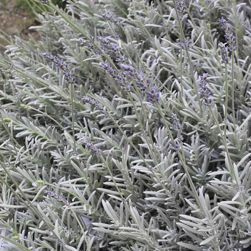 lavender silver mist