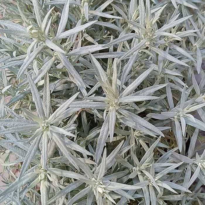 Bynke, sølv (Artemisia ludoviciana 'Silver Queen')