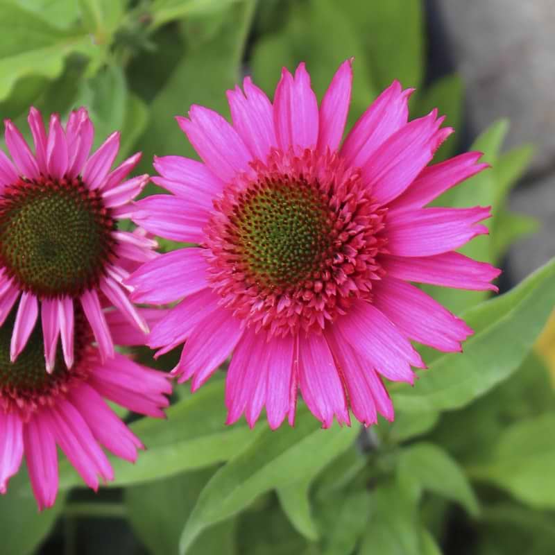 Purpursolhat (Echinacea 'Delicious Candy') Potte 3 liter