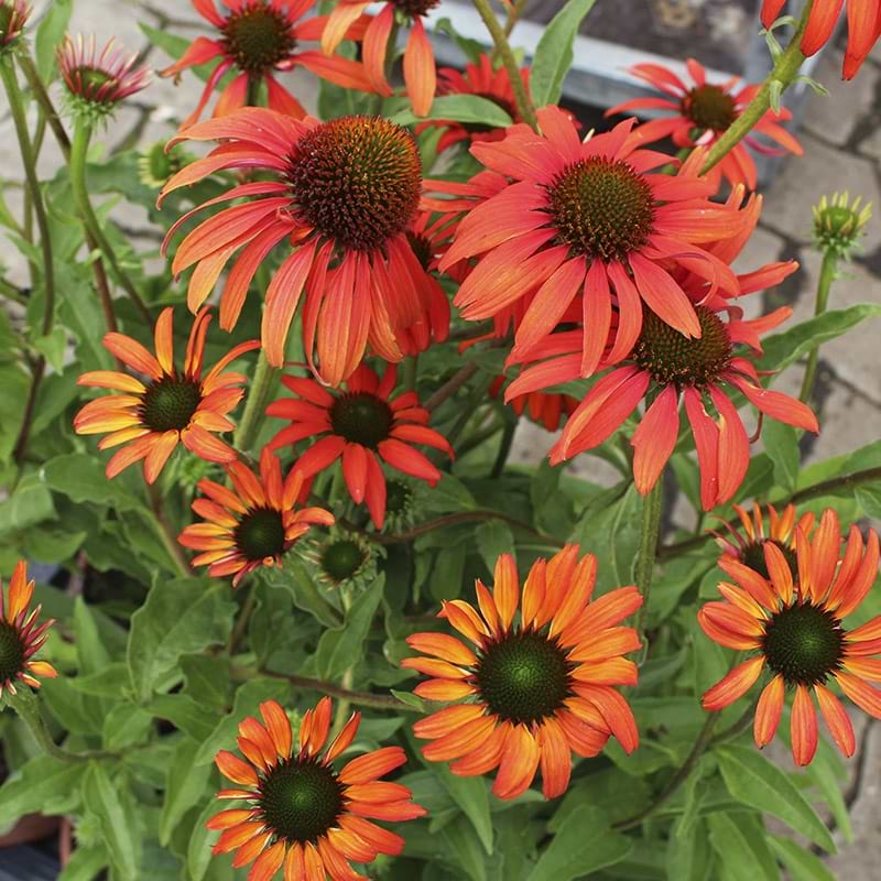 Purpursolhat (Echinacea hybrid 'Tomato Soup')