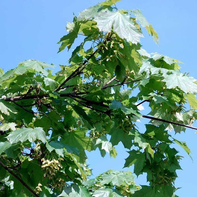 Acer platanoides 'Deborah' 400-450 cm