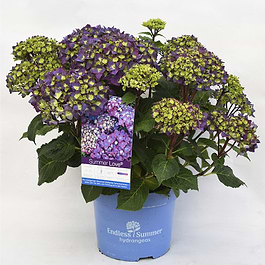 Hortensia (Hydrangea Endless Summer 'Summer Love') XL Lilla - Potte 12 ...
