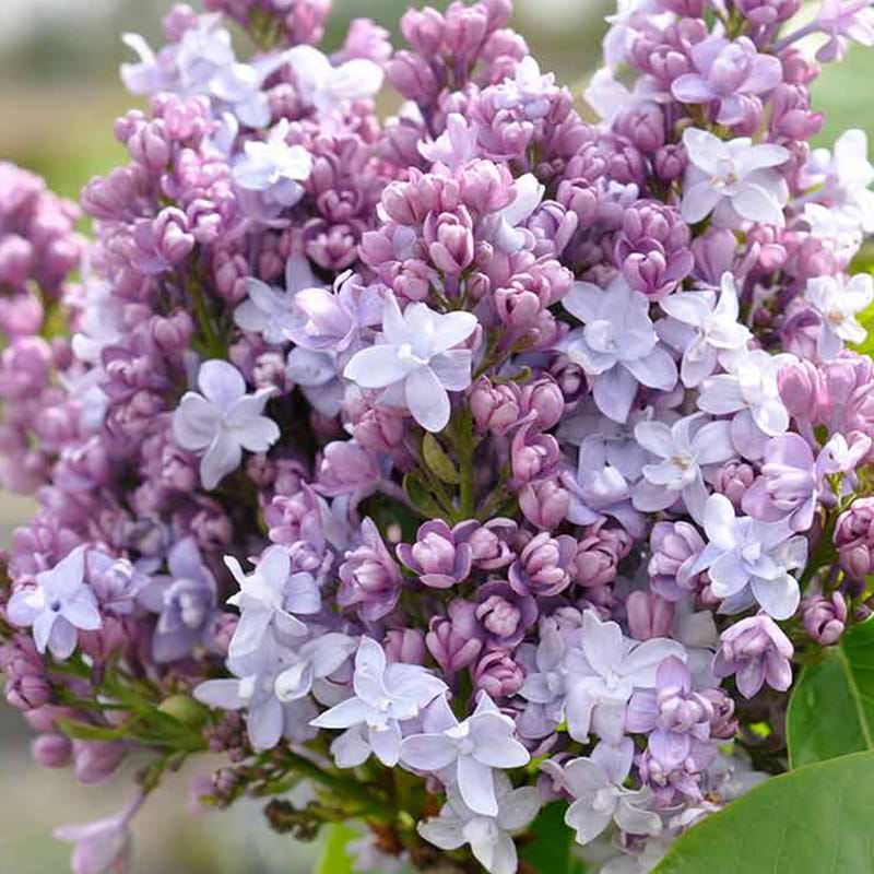 Syren (Syringa vulgaris 'Nadezhda Flere Variant