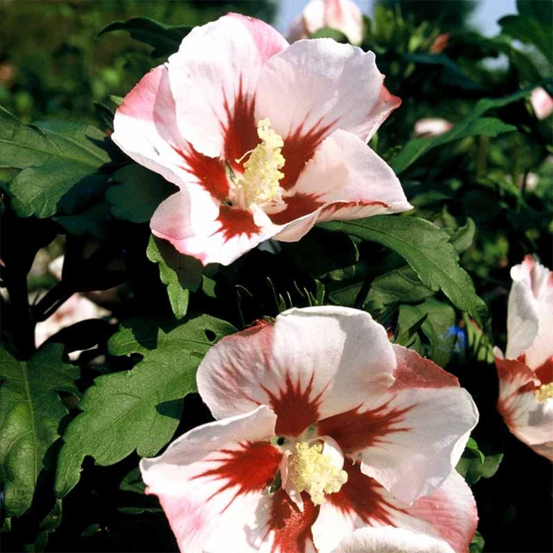 Syrisk Rose (Hibiscus syriacus 'Hamabo') Opstammet 80 cm