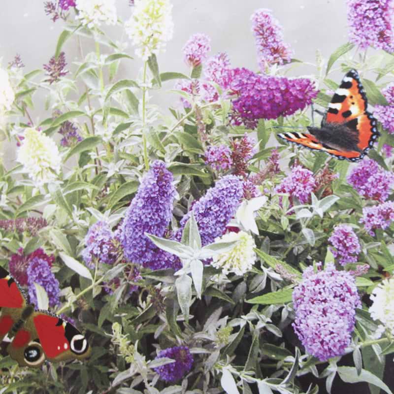 Sommerfuglebusk flerfarvet (Buddleja Davidii 'Tricolor') 20-40 cm