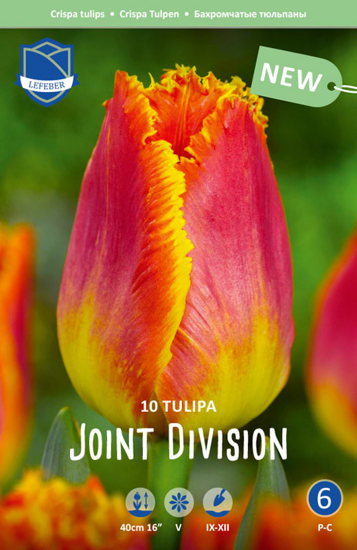 tulip joint division