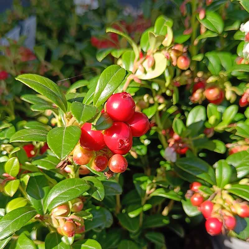 Tyttebær (Vaccinium vitis-idaea 'Fire Balls') Potte 2 L