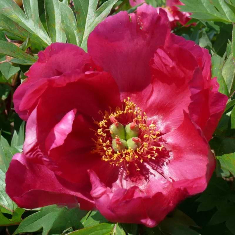 Pæon (Paeonia Itoh 'Water Melon Wine') Knold | Jespers Planteskole ...