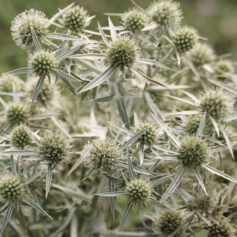 Russisk mandstro (Eryngium planum 'White Glitter') Potte 1 L