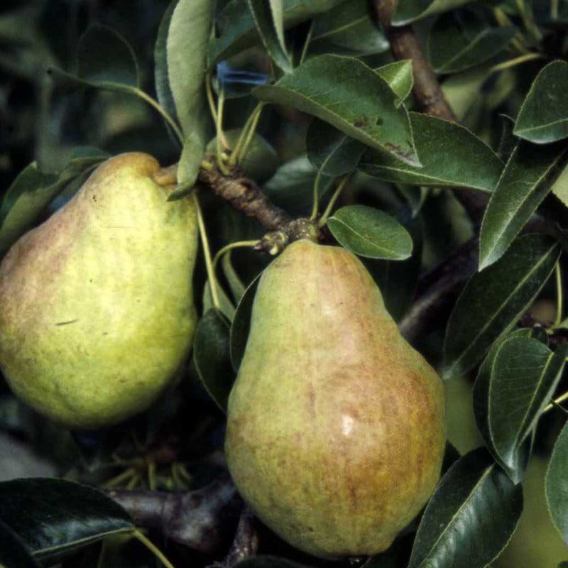 Pyrus communis 'Williams' Espalier