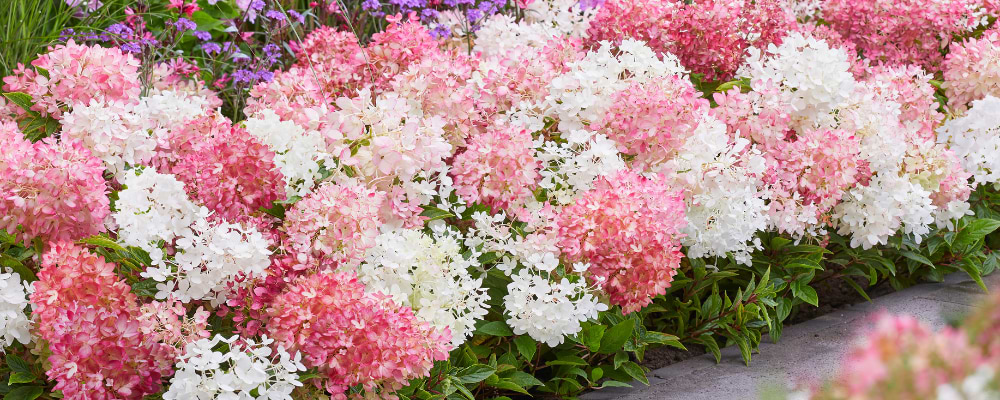 Hortensia 'Groundbreaker® Ruby' | Køb her