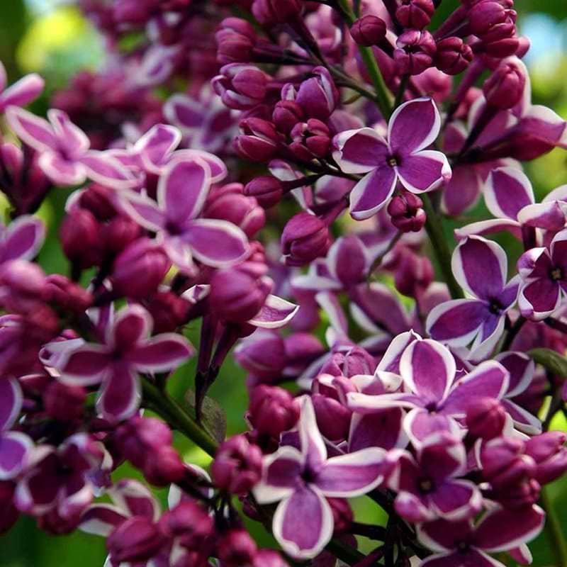 Syrener i haven | Planteblog | Jespers Planteskole