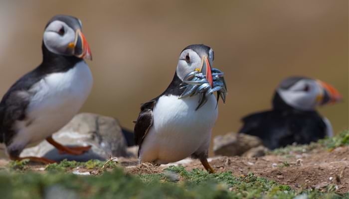 Celebrating 100 Years of the RSPB