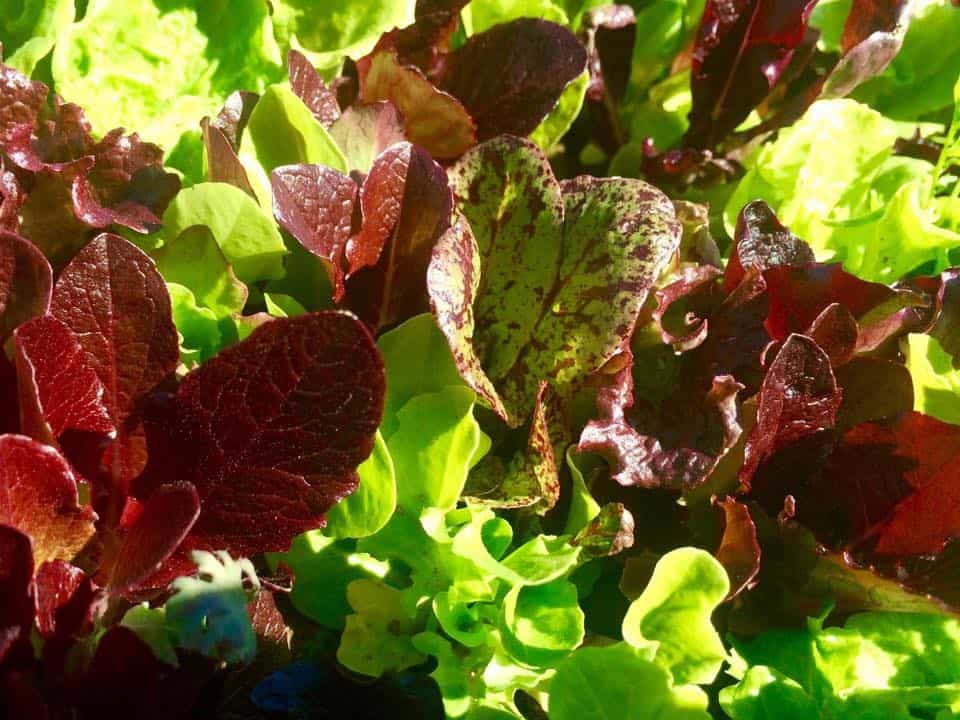 Crooked Row Farm - Biodegradable Plastic Interview | TIPA