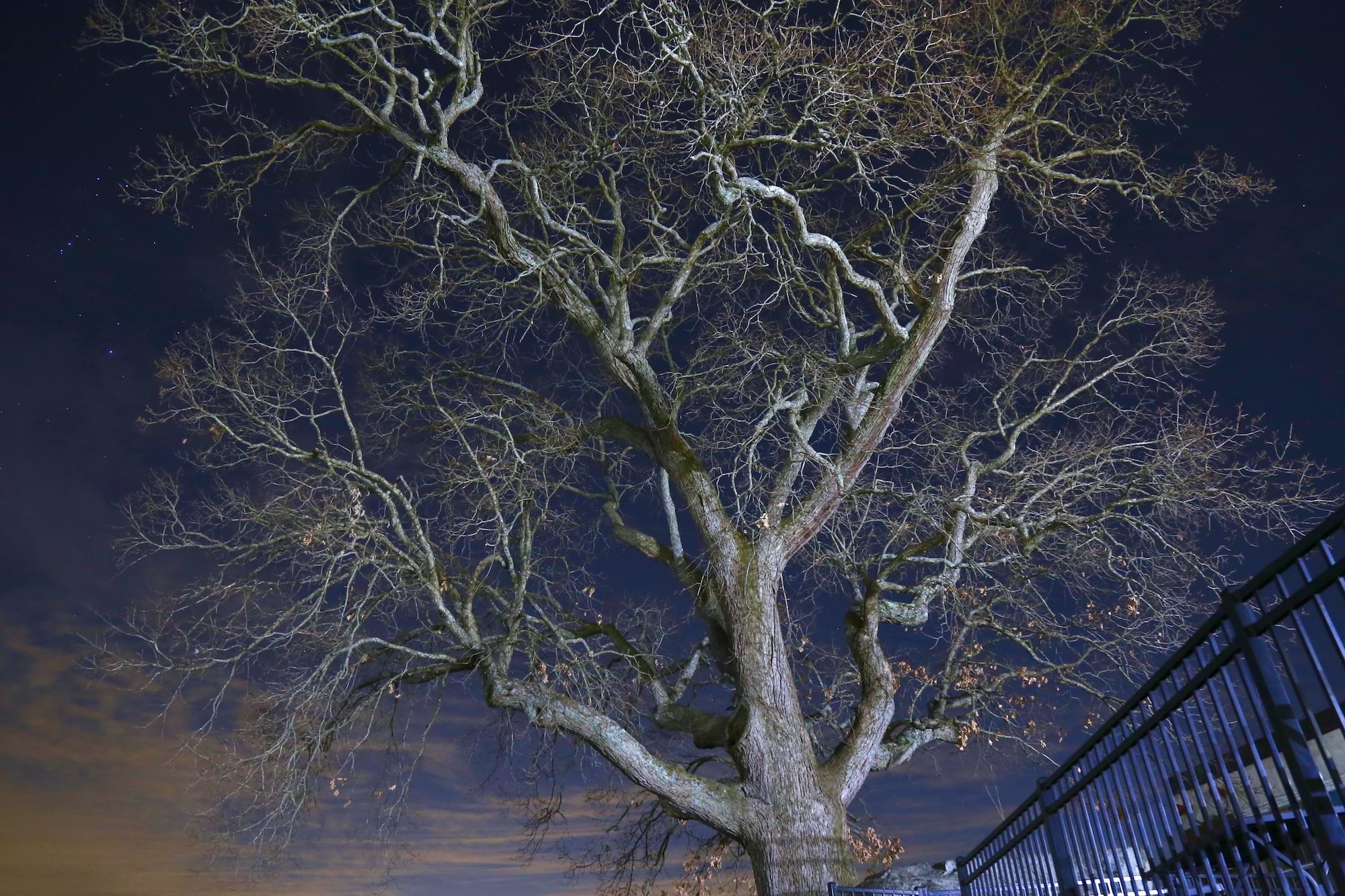 Trees of Night ... | Westport Journal