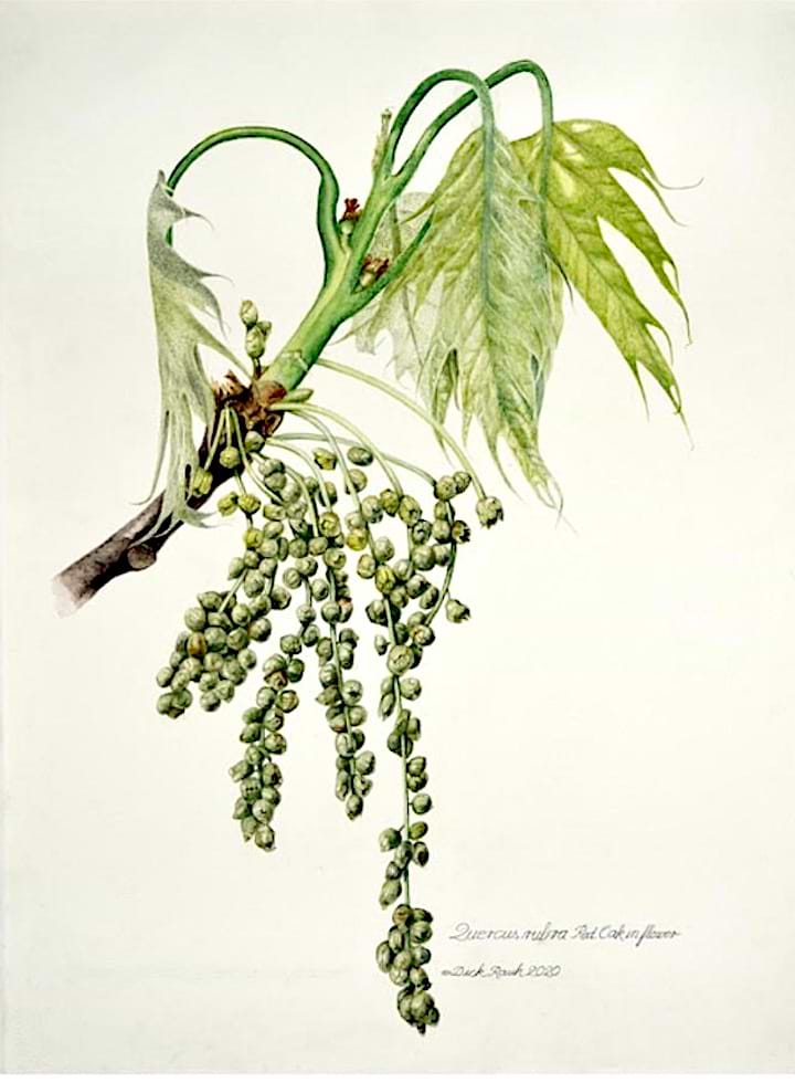 Exhibit to celebrate full flowering of Richard Rauh’s art | Westport ...