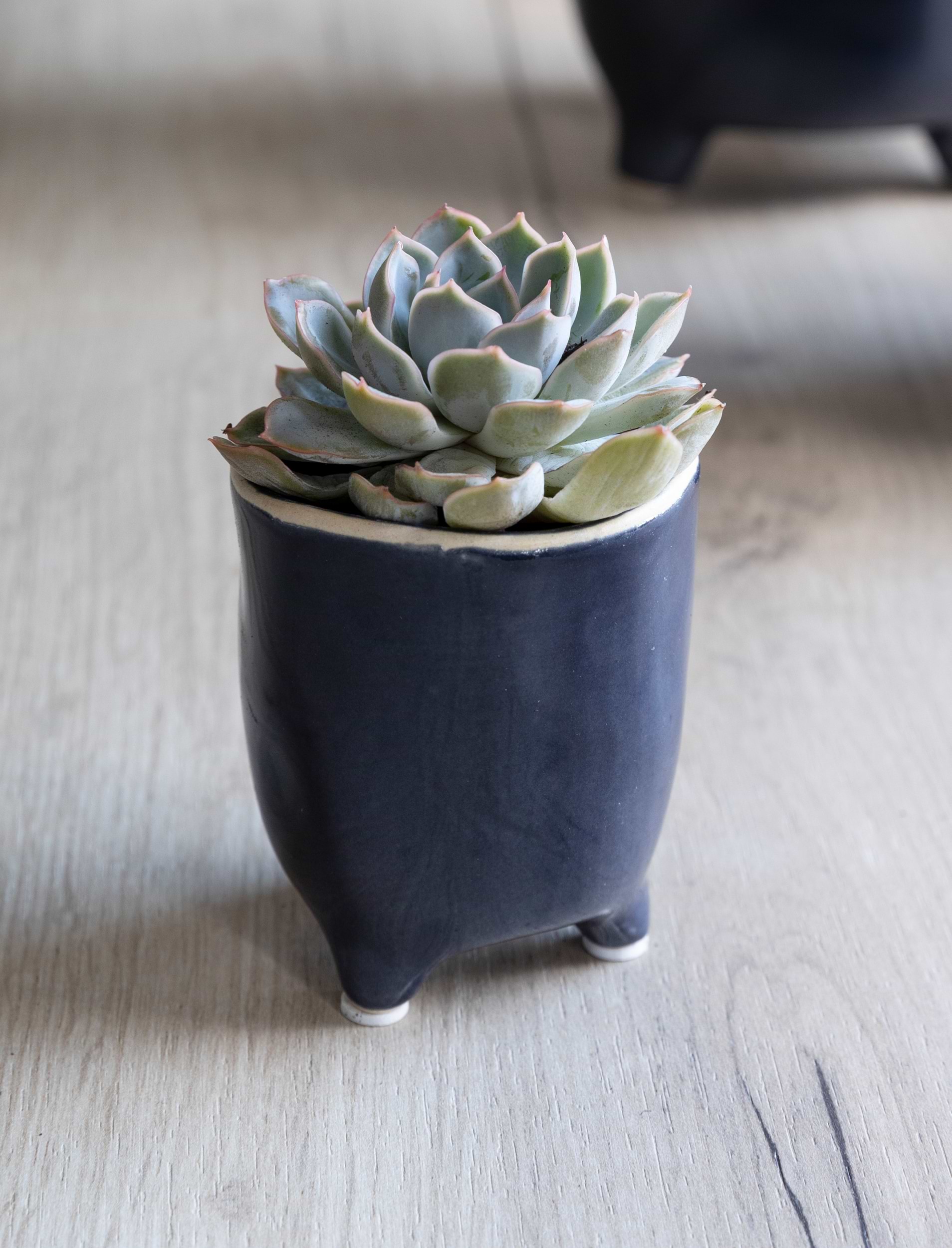 Positano Pot 7.2cm - Ceramic, Ink | Garden Trading