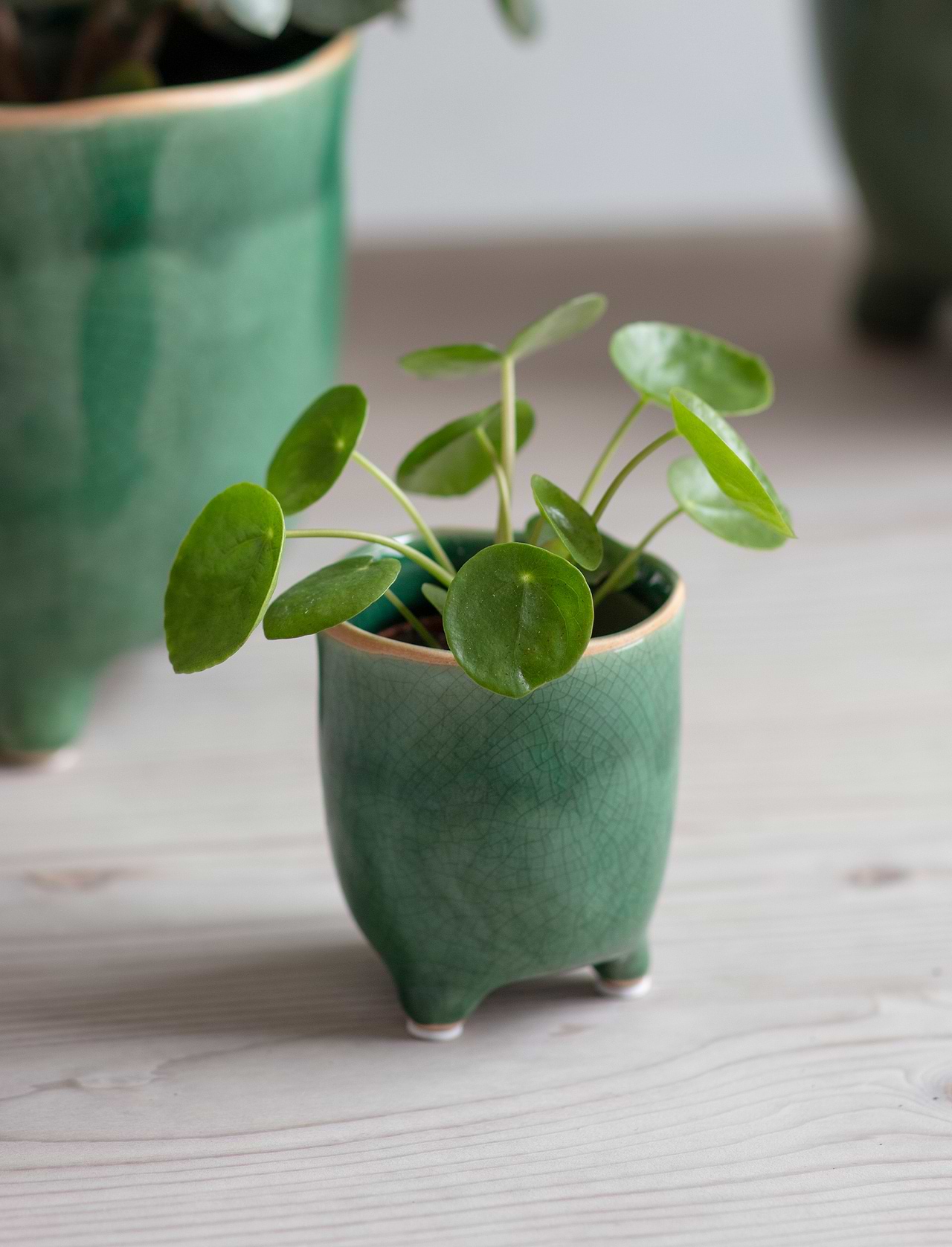 Positano Pot 7.2cm - Ceramic, Forest Green | Garden Trading