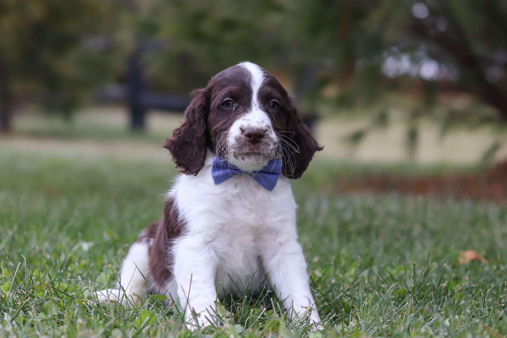 Springerdoodle Puppies and Mini Springerdoodle Puppies Puppies ...