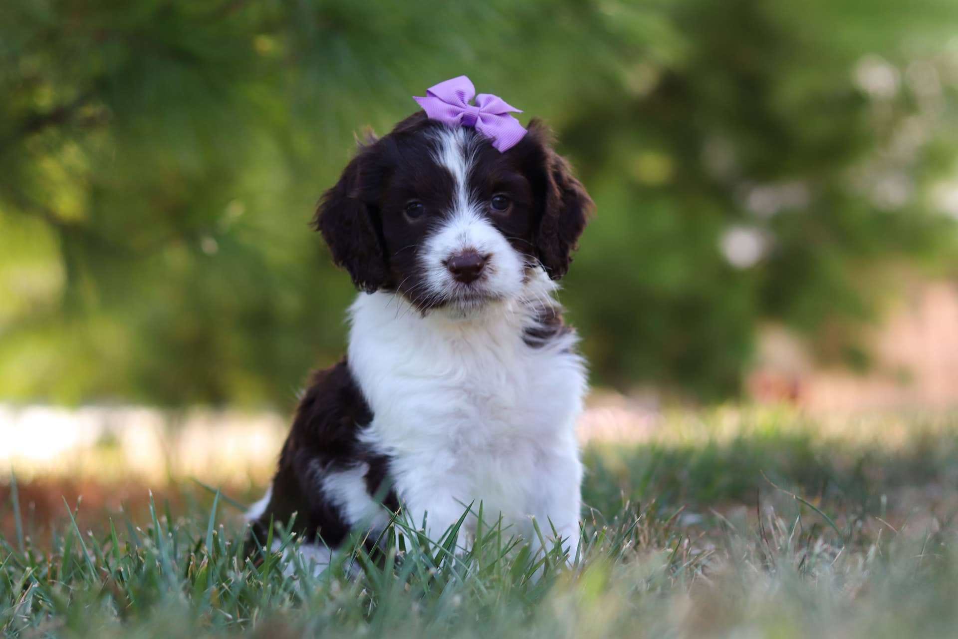 Springerdoodle Puppies and Mini Springerdoodle Puppies Puppies ...