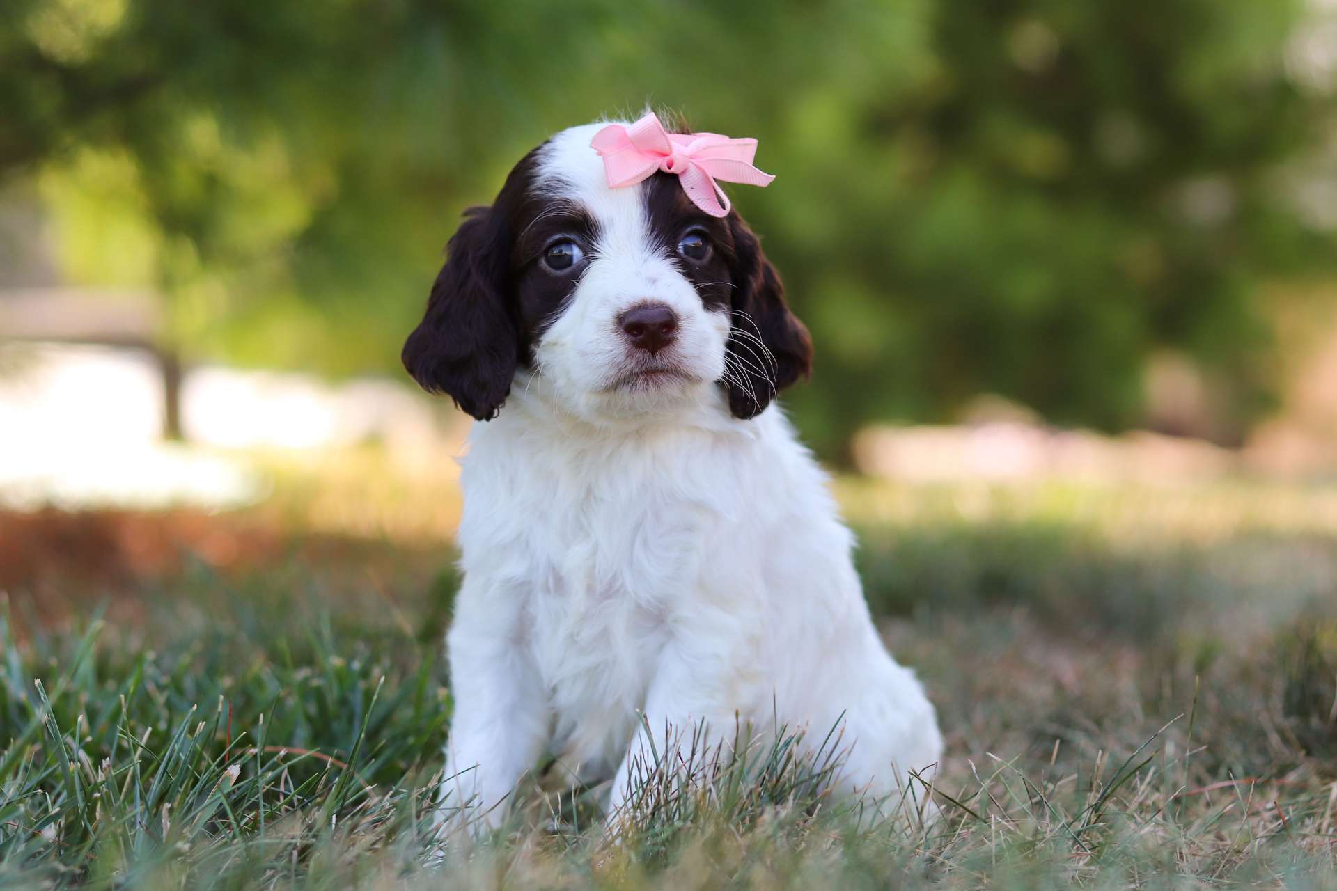 Springerdoodle Puppies and Mini Springerdoodle Puppies Puppies ...