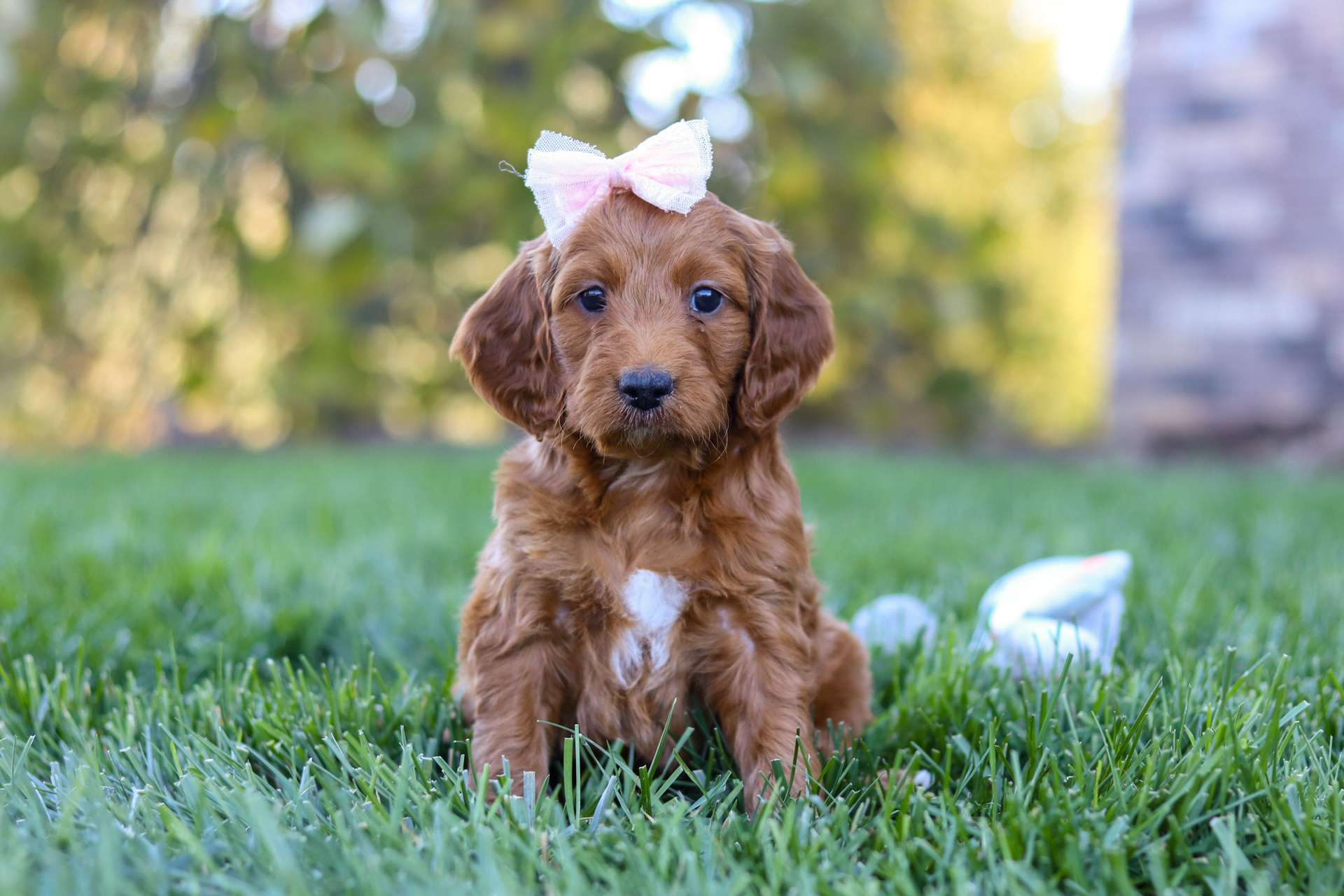 Irish Doodle Puppies for Sale — Family-raised & Healthy