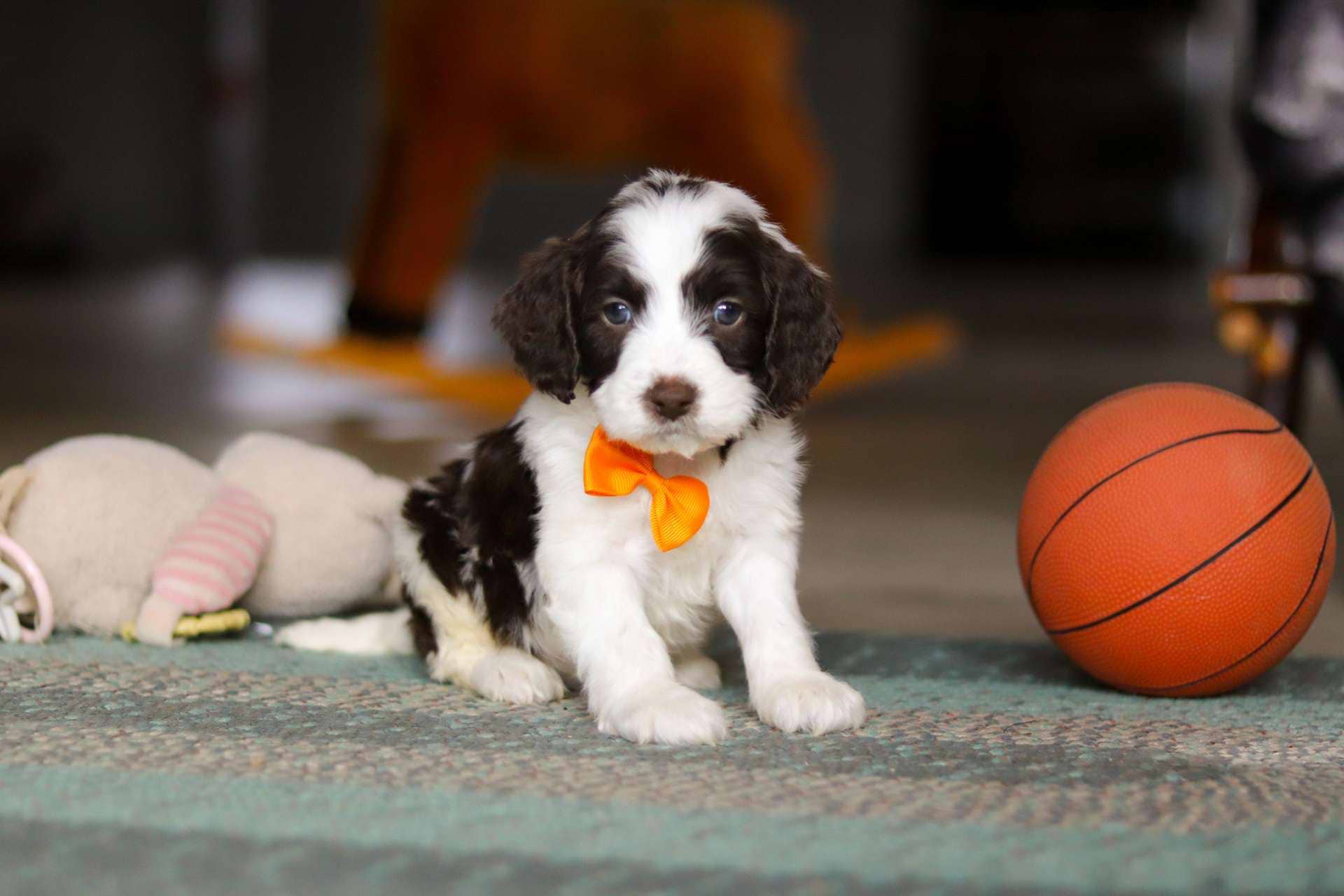Springerdoodle Puppies and Mini Springerdoodle Puppies Puppies ...