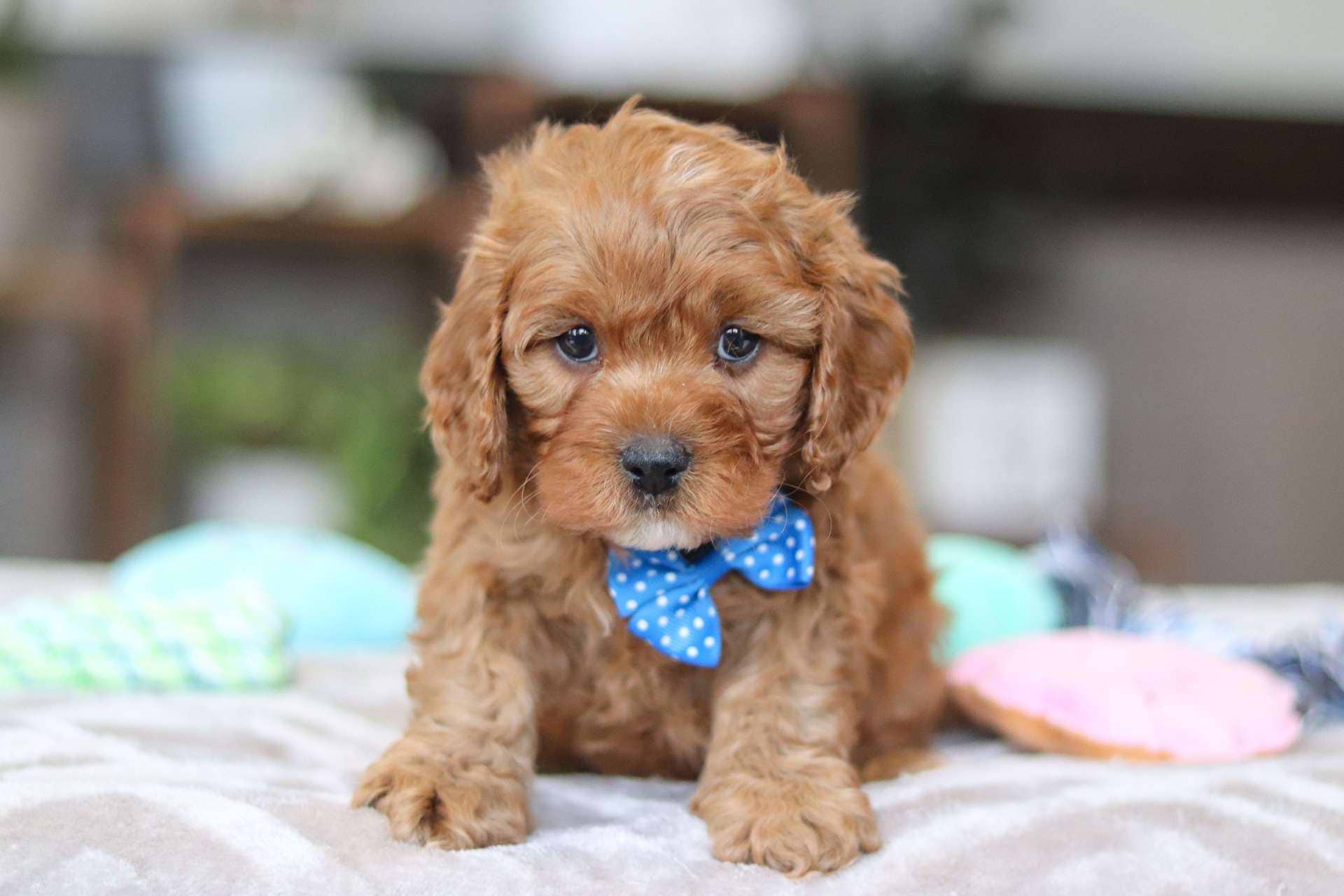 Adorable Cavapoo Puppies | Healthy & Happy Cavapoos